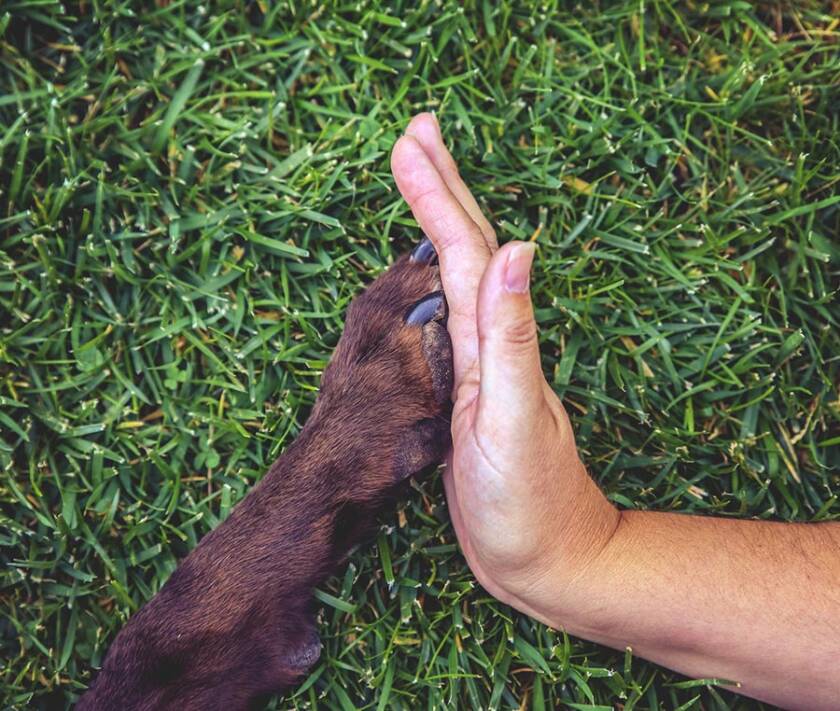 Contact - PAWS4Thought